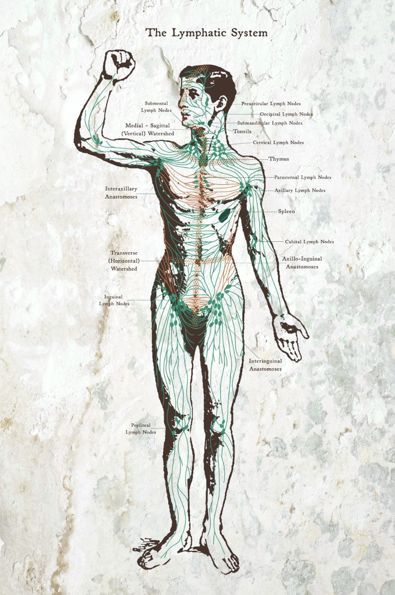 Lymphatic System Anatomy Poster: Massage Therapy Decor - Etsy