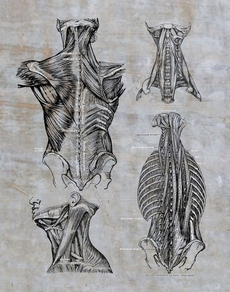 Back and Neck Muscles Print // DIY // 11x14 // Black Grey - Etsy