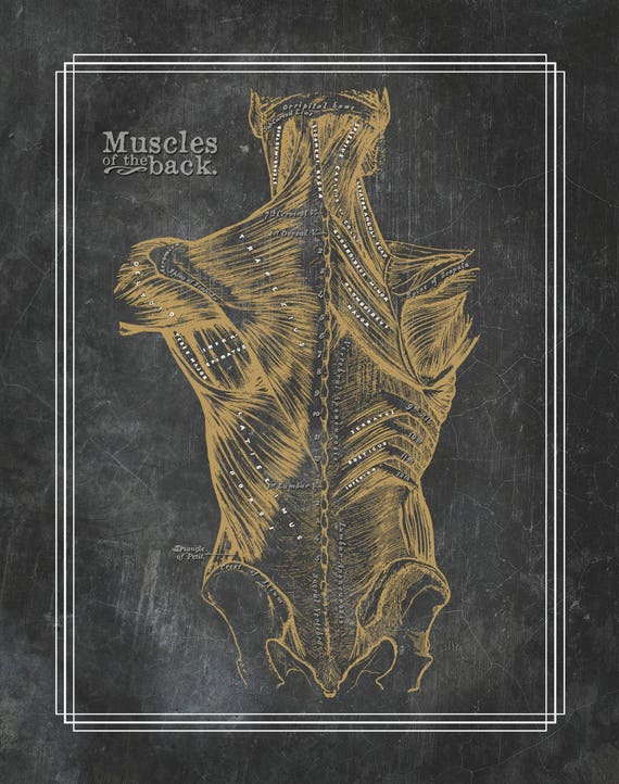 Back Muscle Anatomy Poster // Massage Therapists // Physical | Etsy