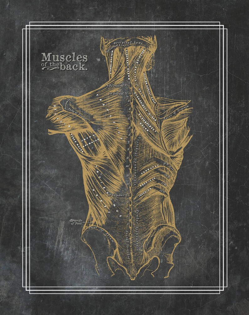 Back Muscle Anatomy Poster // Massage Therapists // Physical | Etsy