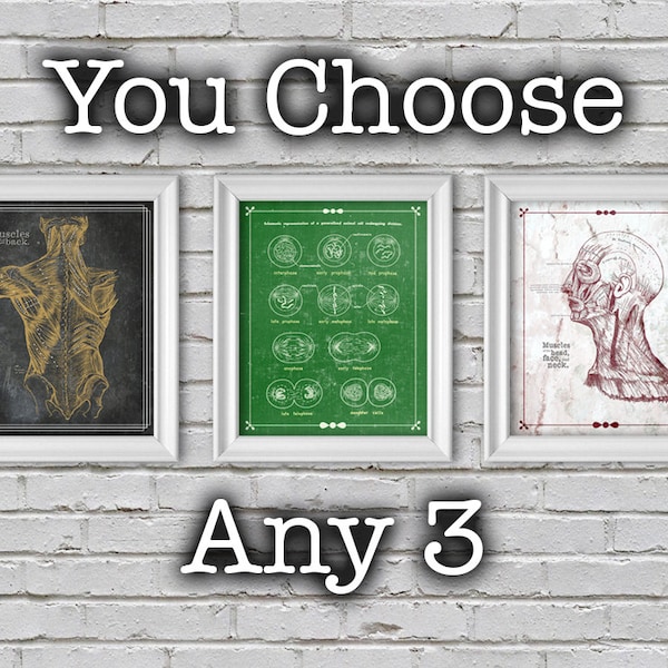 Muscle Anatomy Gym Poster - Etsy