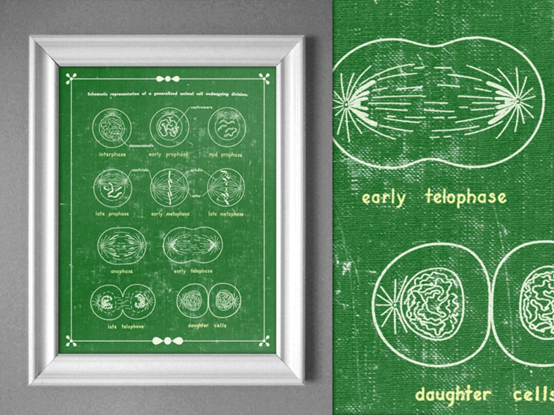 Customizable Mitosis Cell Division Poster: Retro Science Art - Etsy