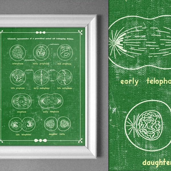 Human Cell Poster - Etsy