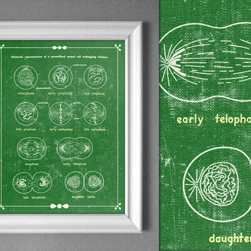 Biology Poster - Etsy