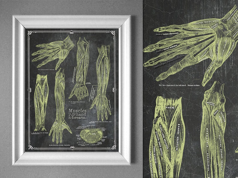 Human Hand Anatomy Reference Chart in Custom Colors // Massage - Etsy