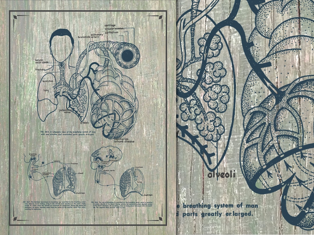 Lung Anatomy Poster Customizable Colors Medical Guide Reference ...