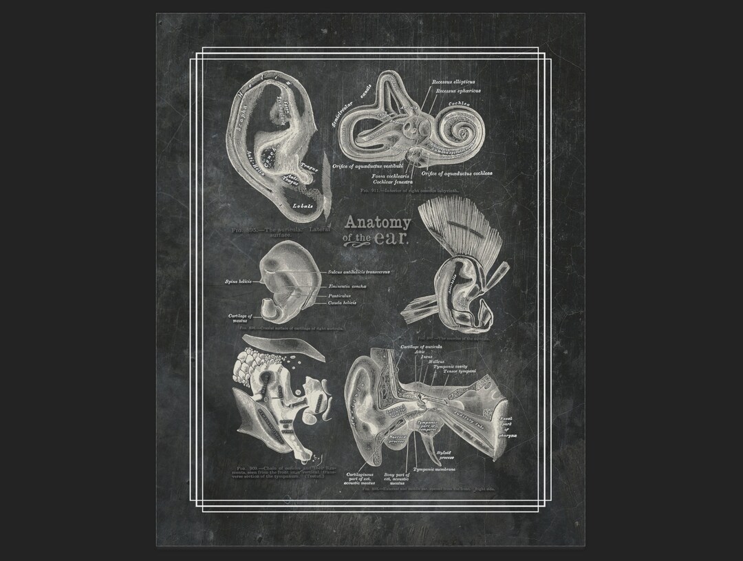 Print at Home Grays Anatomy Ear ENT Chart Vintage Medical Post Card ...