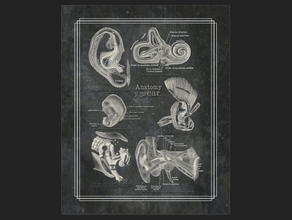 Print at Home Grays Anatomy Ear ENT Chart Vintage Medical Post | Etsy
