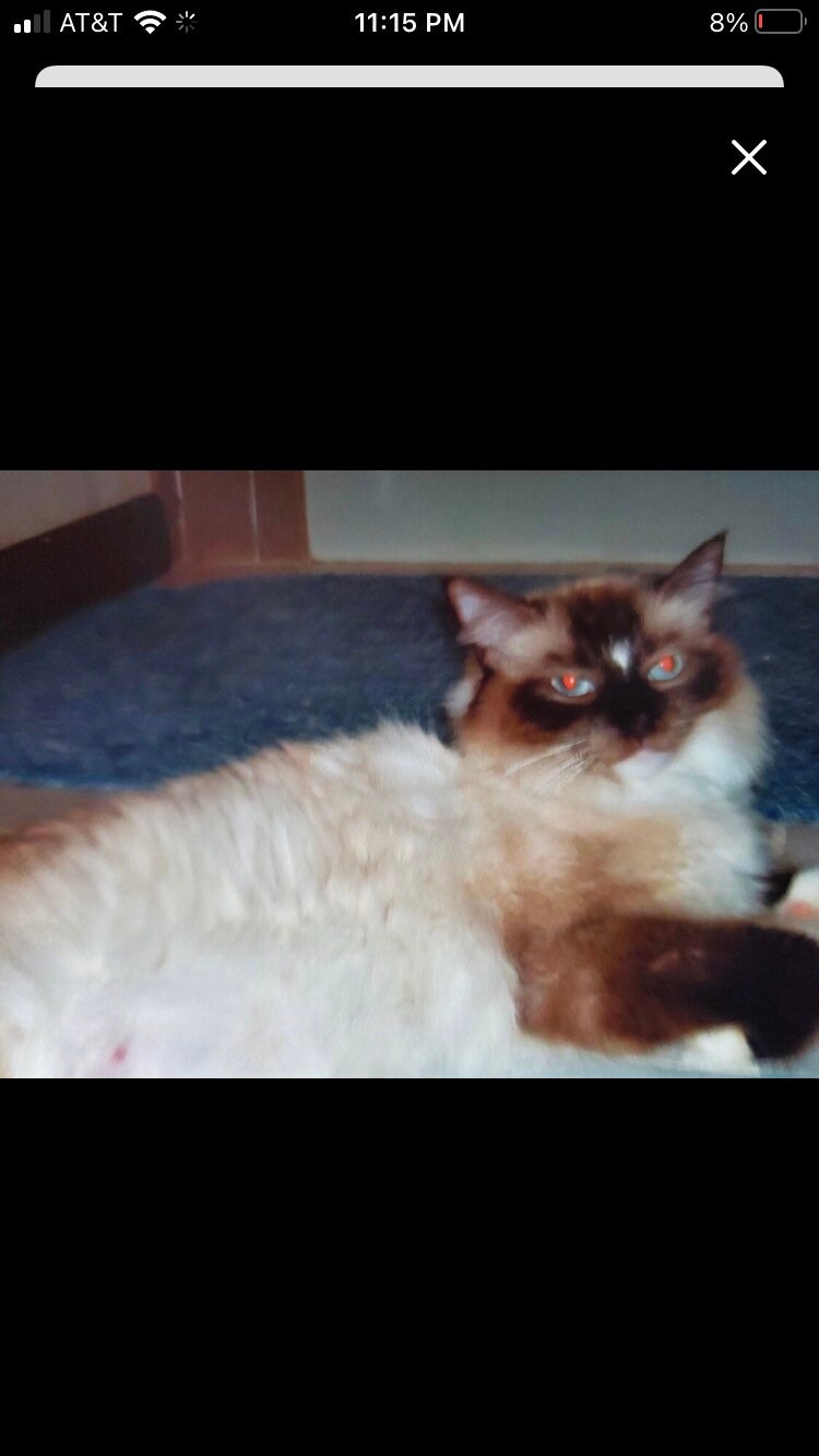 Pet Portrait Needle Felt Sculpture, Life Like Needle Felt Animals, Made ...