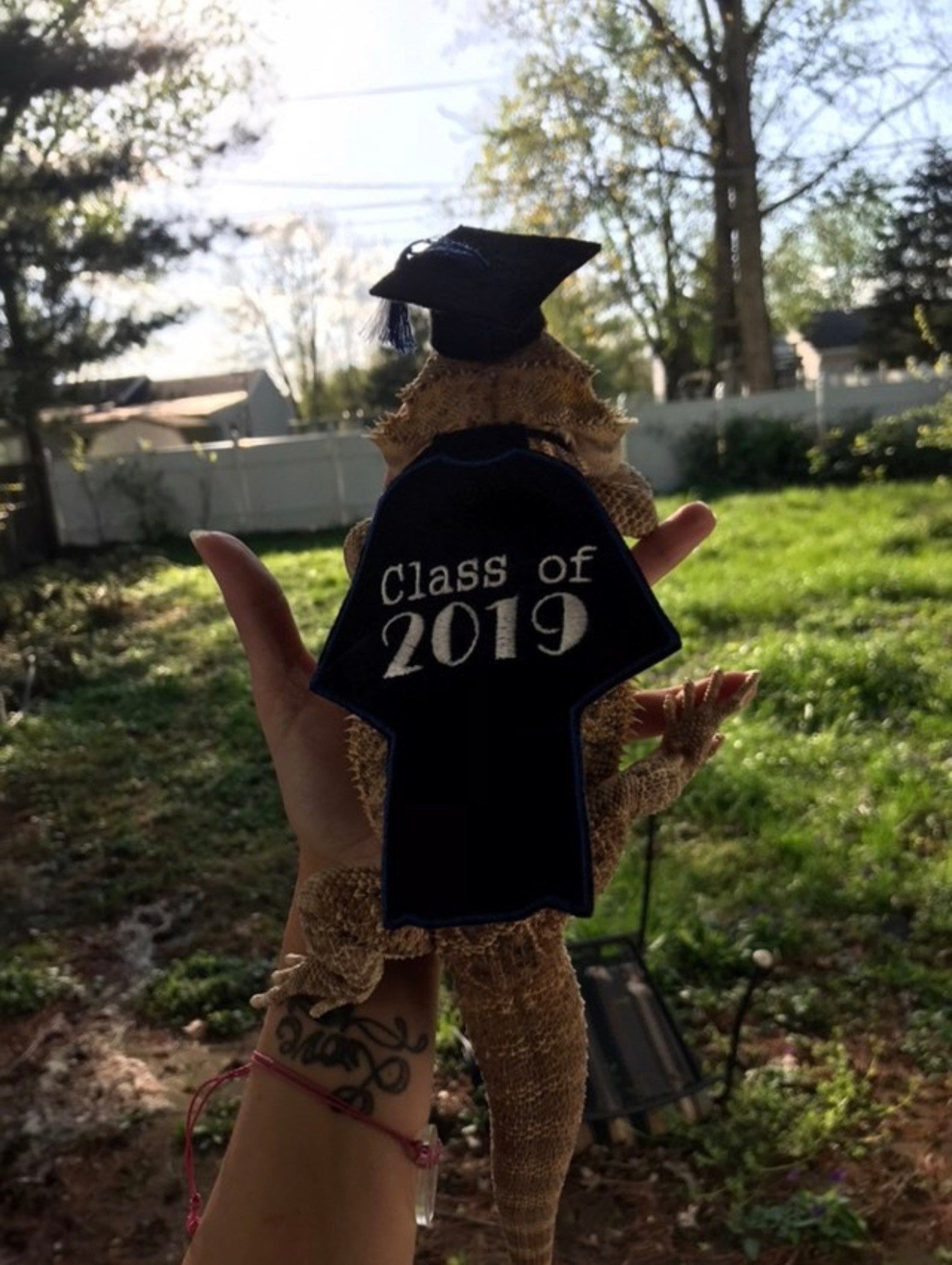 Bearded Dragon Graduation Cap and Gown | Etsy