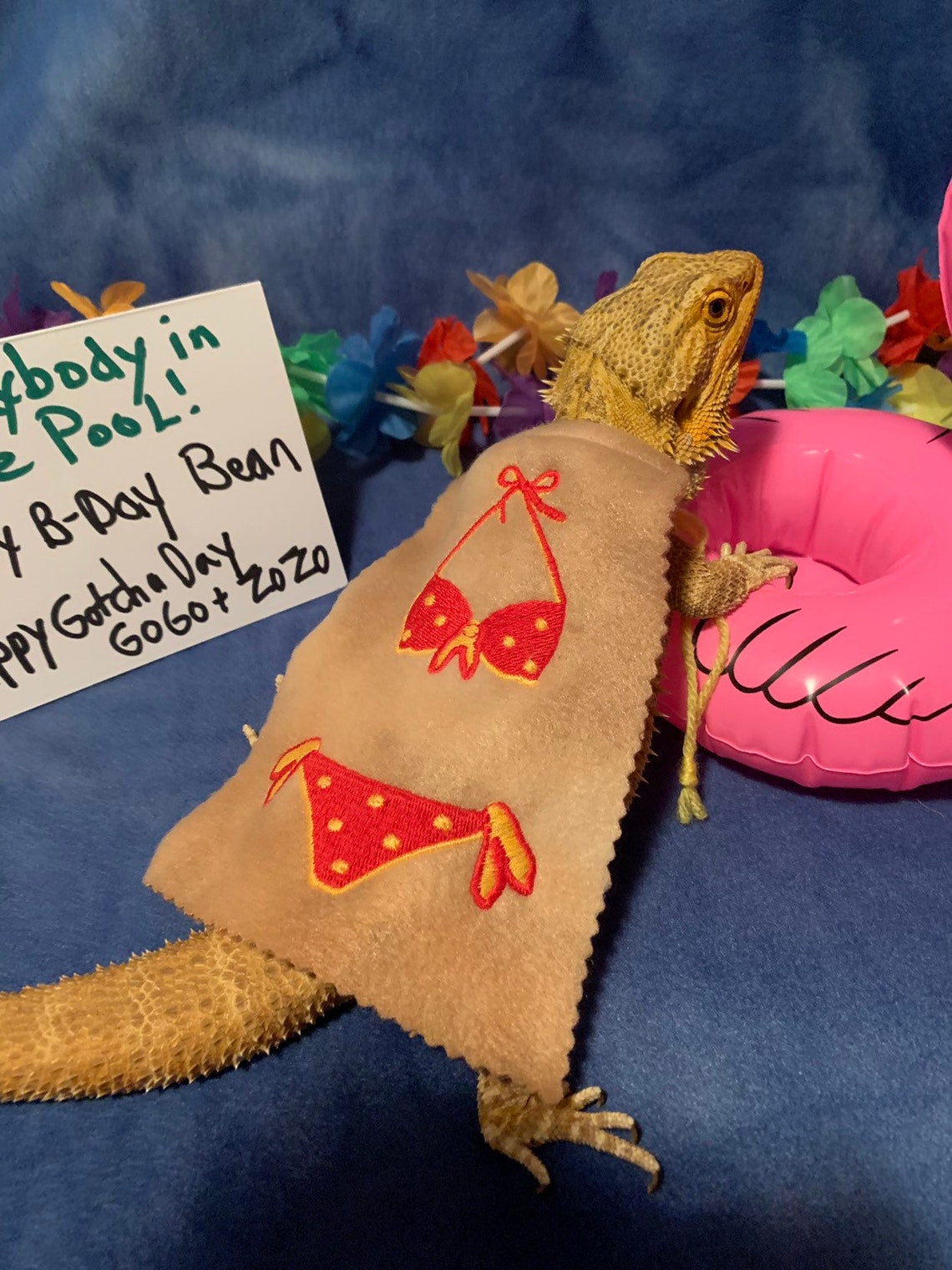 Bearded Dragon Bikini Bathing Suit Cape - Etsy