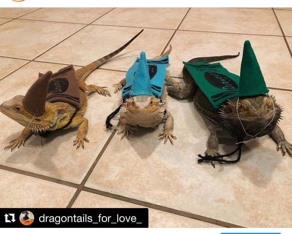 Bearded Dragon Draygon Crayons Halloween Costumes - Etsy