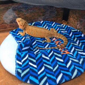 Bearded Dragon Extra Large Hide - Etsy