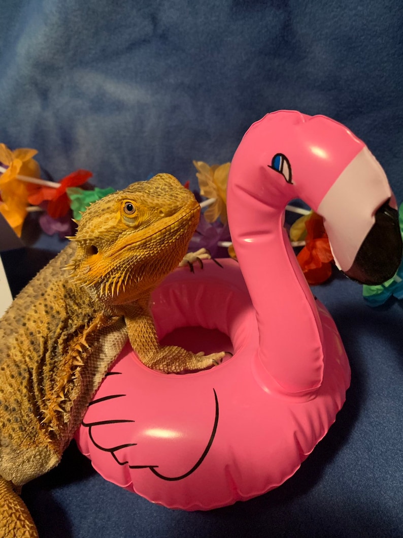 Bearded Dragon Bikini Bathing Suit Cape - Etsy