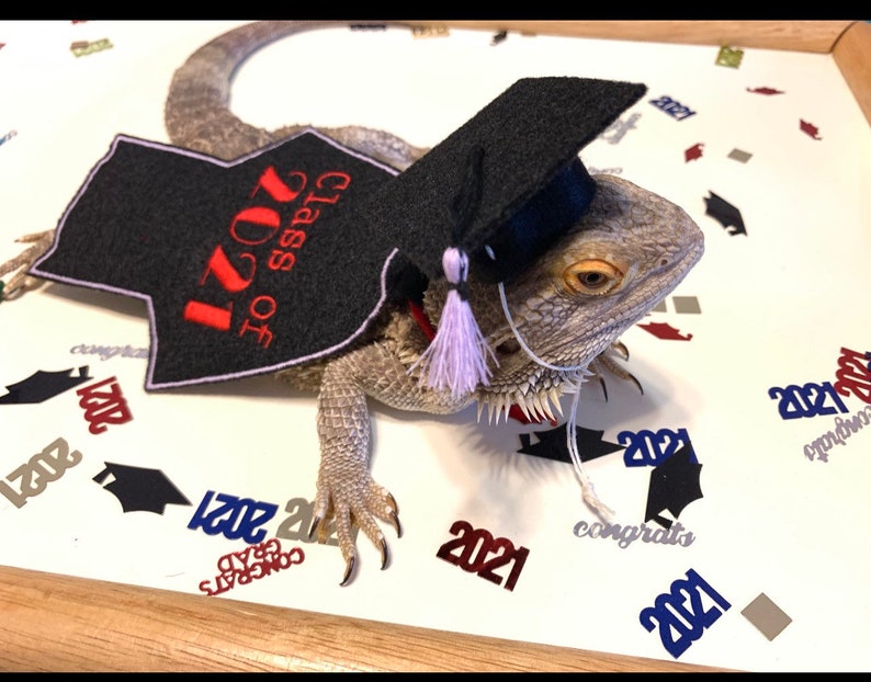 Bearded Dragon Graduation Cap and Gown - Etsy