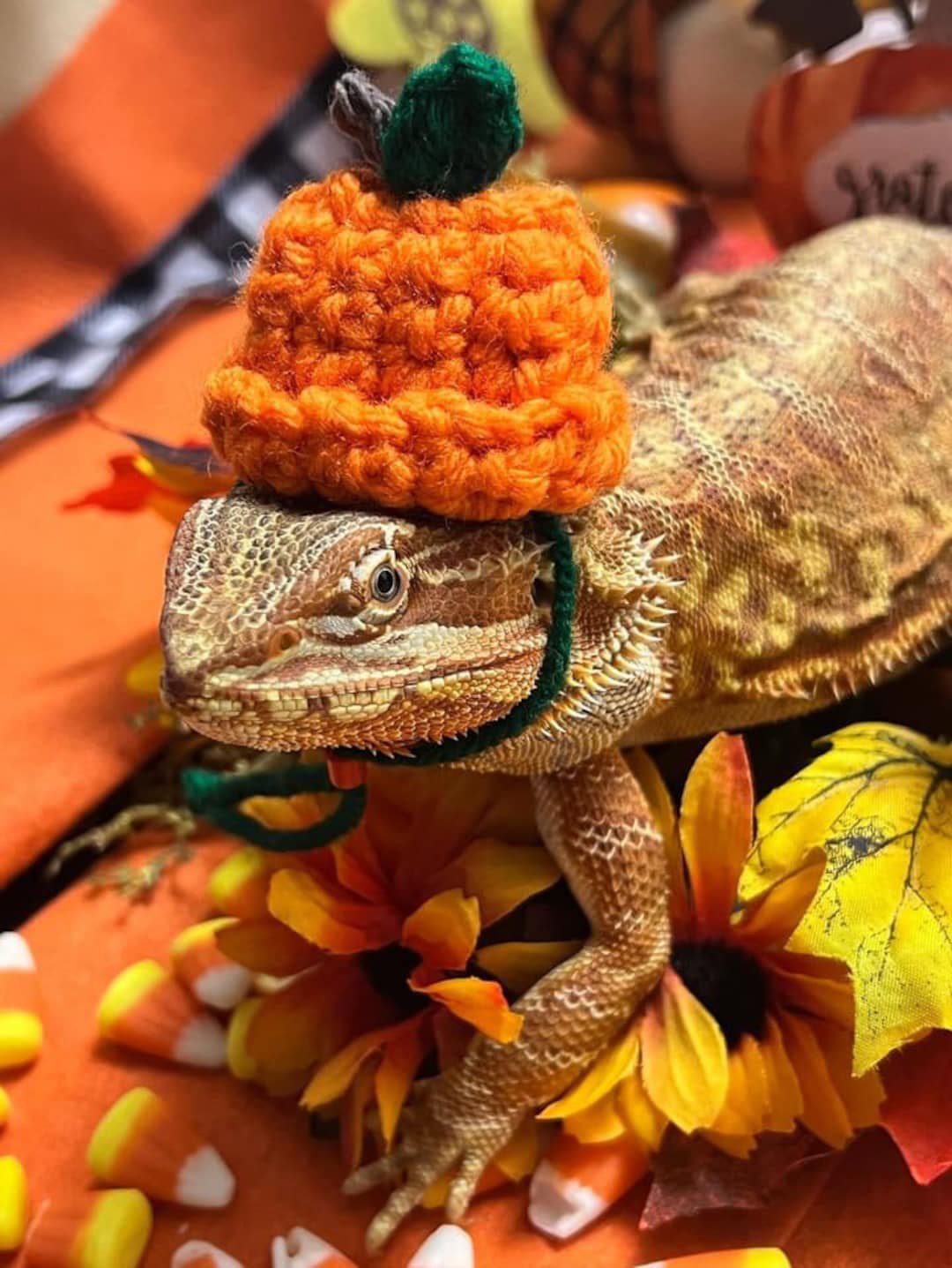 Bearded Dragon Halloween Costume - Crochet Pumpkin Hat - Etsy