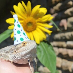 Bearded Dragon Happy Birthday Hats and Capes Costume - Etsy
