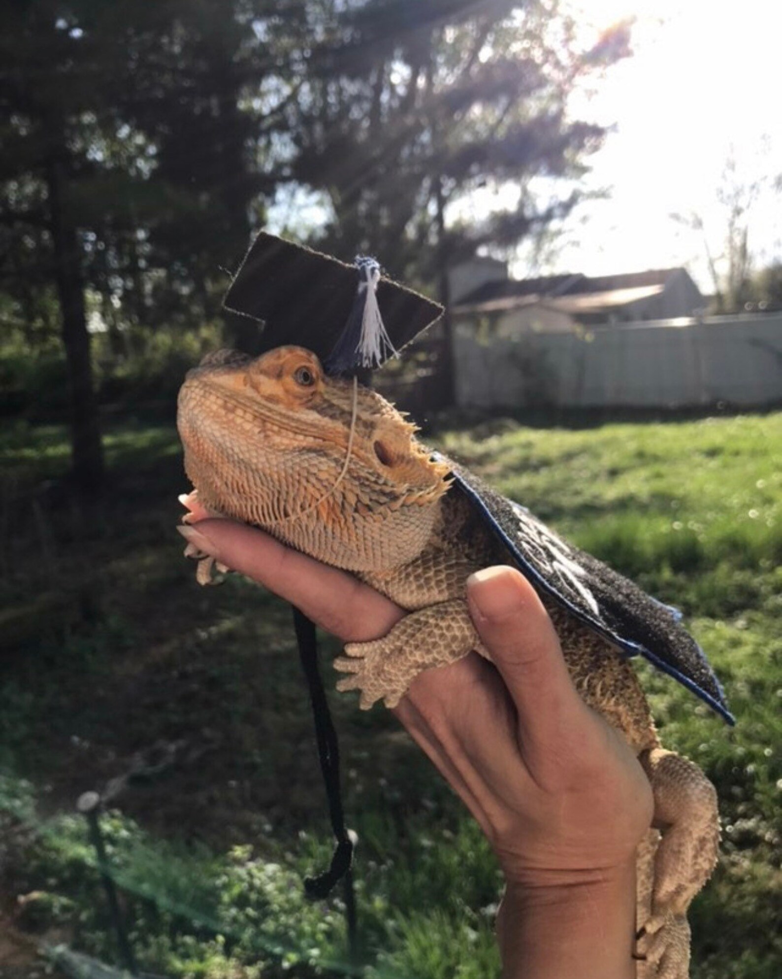 Bearded Dragon Graduation Cap and Gown - Etsy