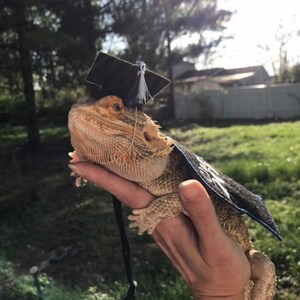 Bearded Dragon Graduation Cap and Gown - Etsy