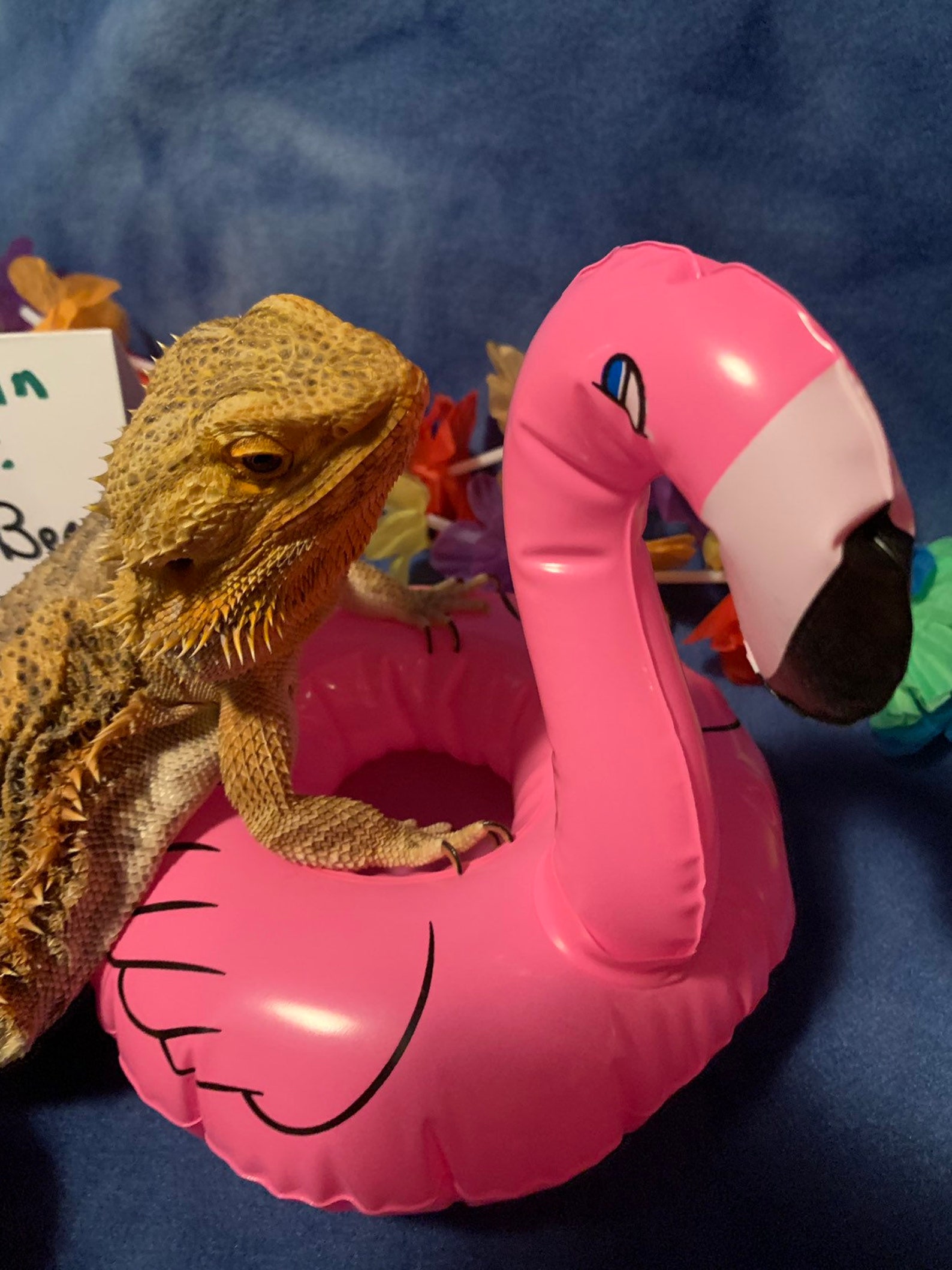 Bearded Dragon Bikini Bathing Suit Cape - Etsy