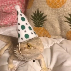 Bearded Dragon Happy Birthday Hats and Capes Costume - Etsy