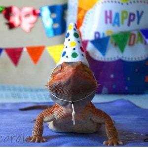Bearded Dragon Happy Birthday Hats and Capes Costume - Etsy