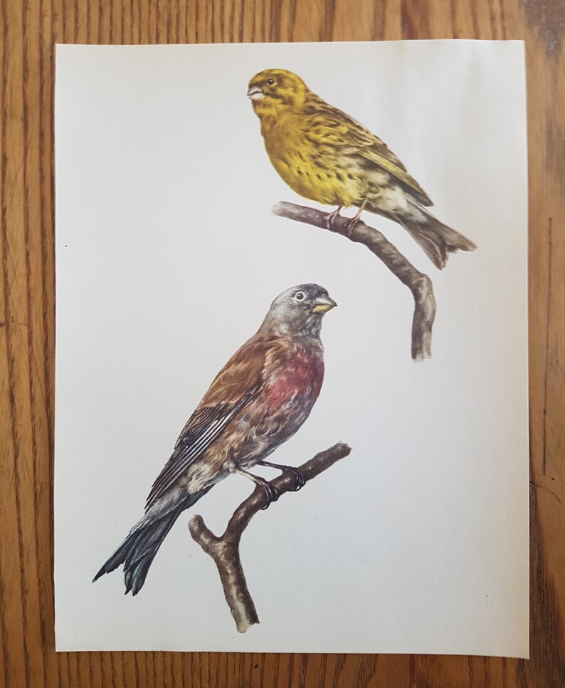 Vintage Canary Bird Print Art Print Vintage Wall Art Print - Etsy UK