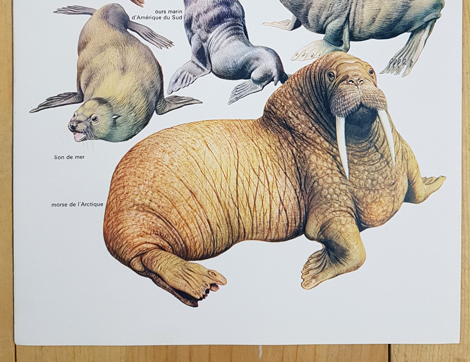 Walrus Chart Vintage French Chart Print Walrus Sea Lion - Etsy Australia