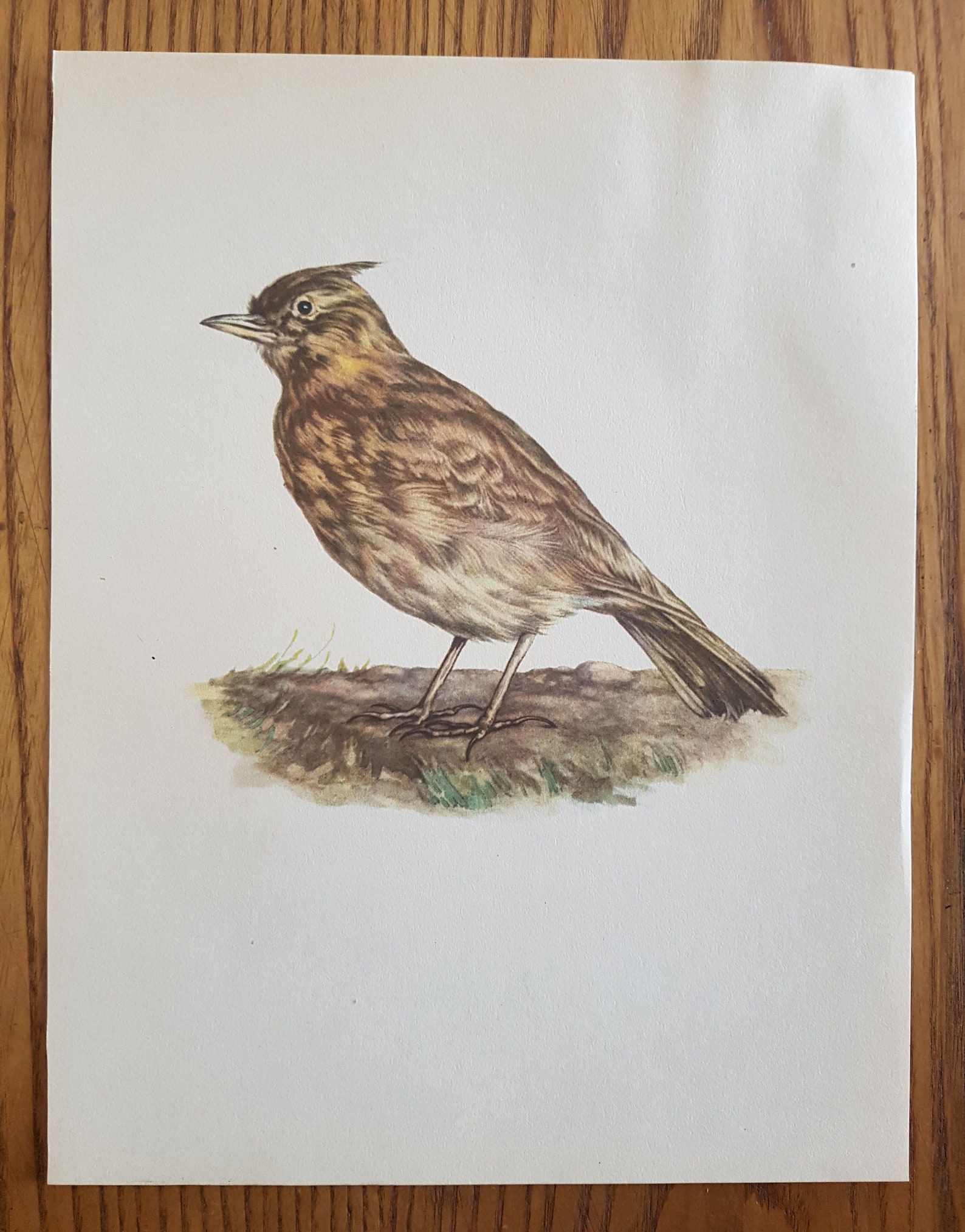 Vintage Great Crested Lark Bird Print Art Print Vintage Wall - Etsy