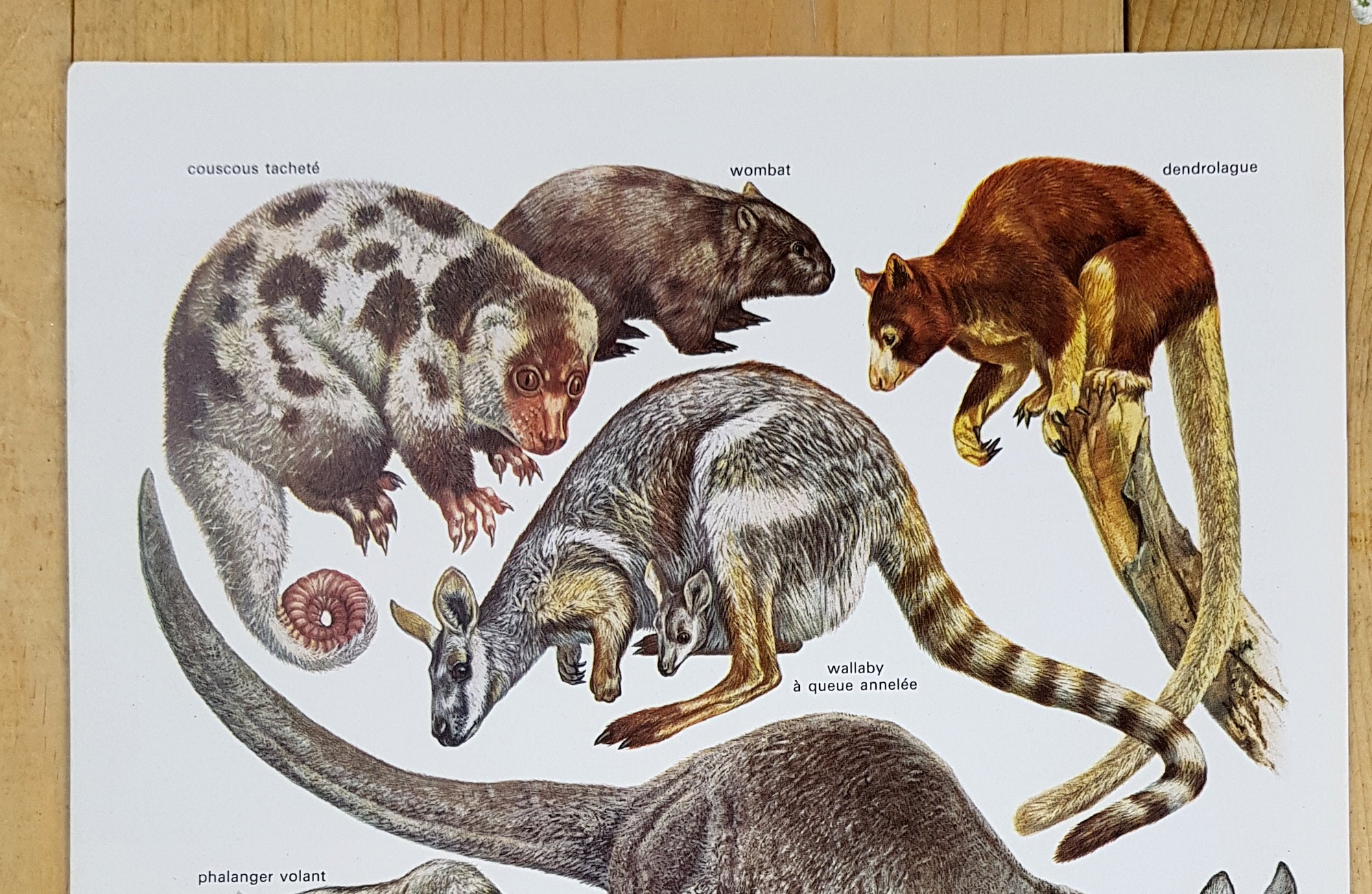 Kangaroo Chart Koala Wallaby Vintage Print Animal Poster | Etsy