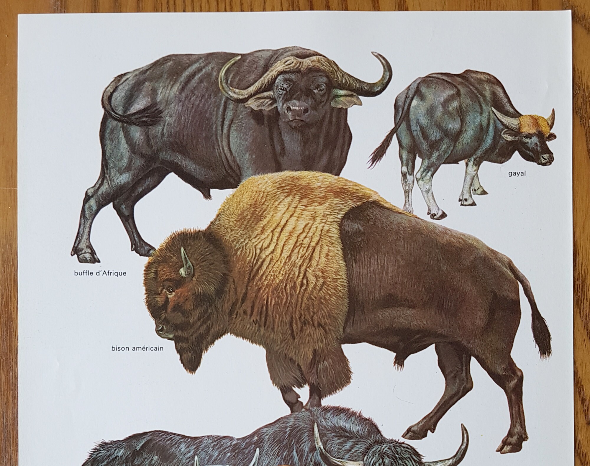 Buffalo illustration Cattles Chart Vintage print Animal poster | Etsy