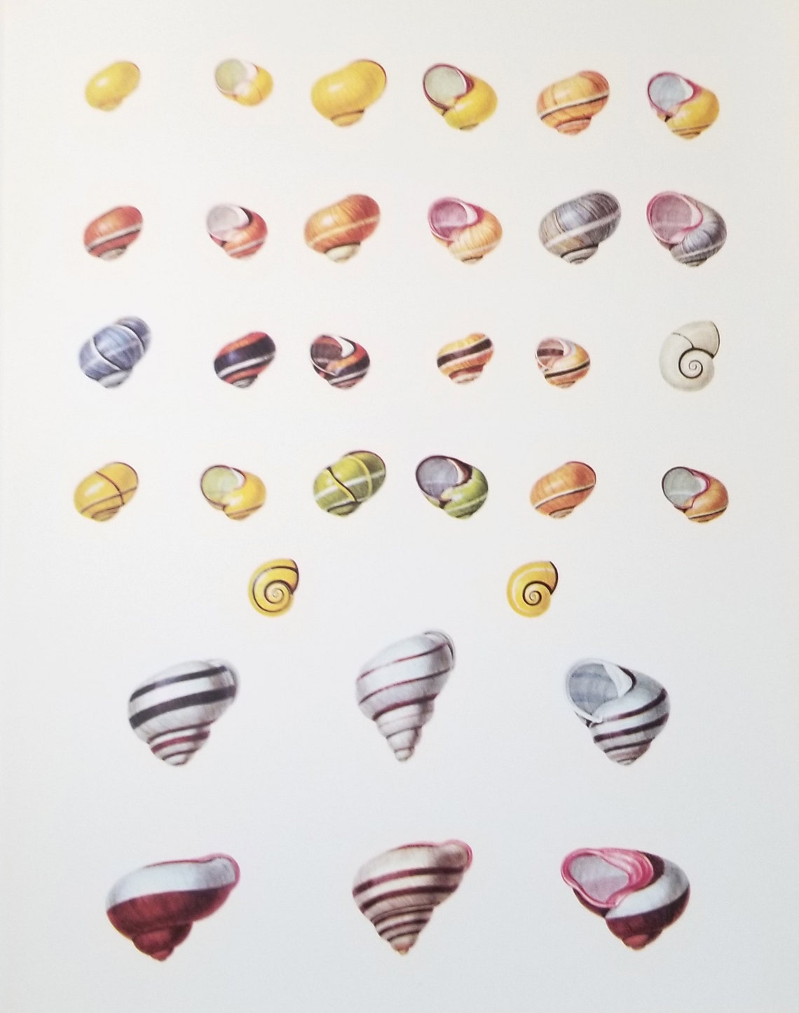 Snails Vintage Print Snails Poster Mollusk Poster Larousse | Etsy