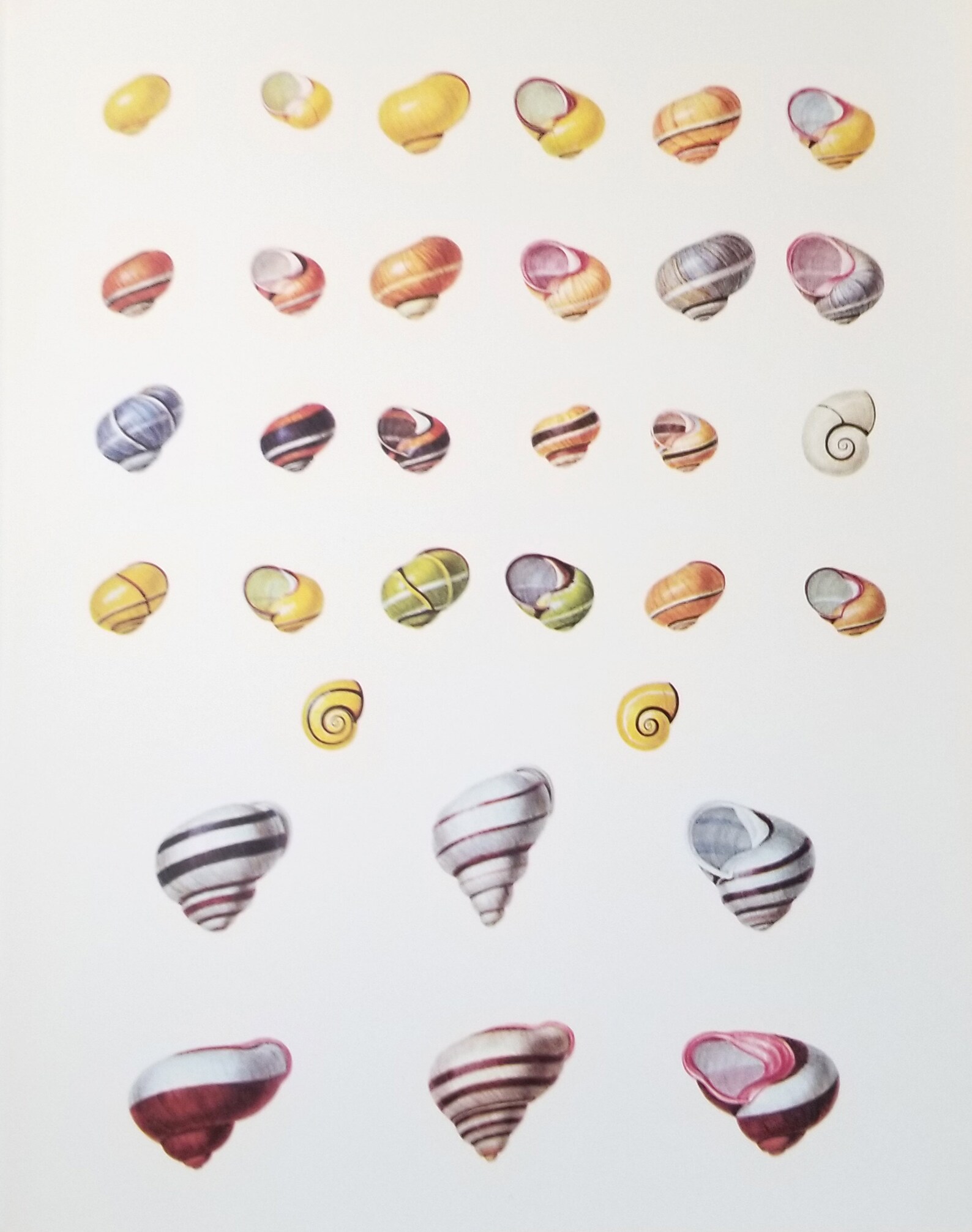 Snails Vintage Print Snails Poster Mollusk Poster Larousse - Etsy