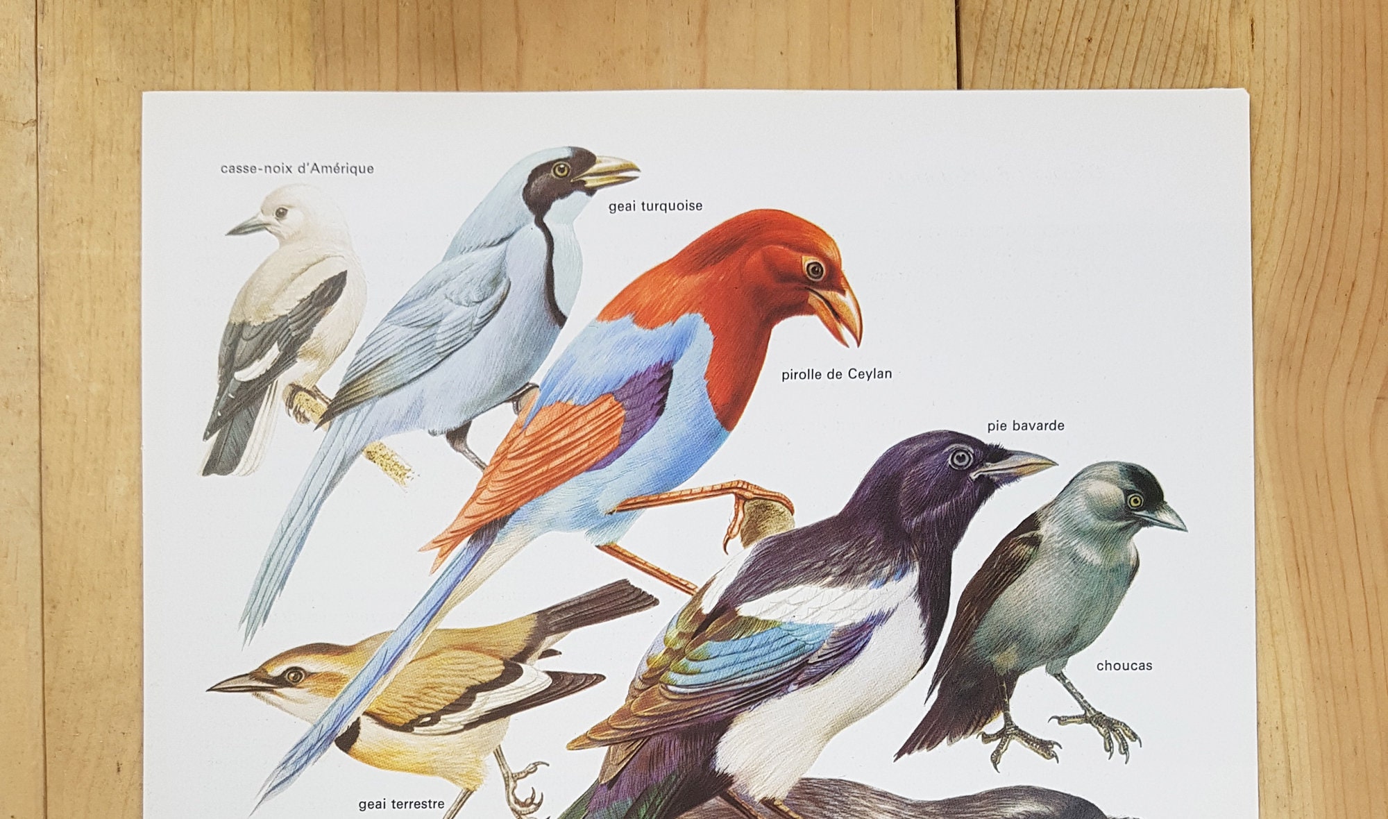 Birds Chart French Vintage Print Animal Poster Natural History - Etsy