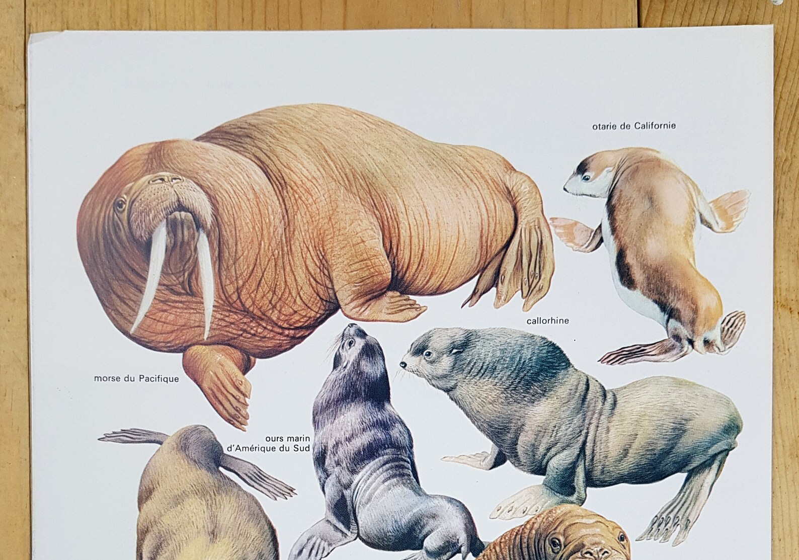 Walrus Chart Vintage French Chart print Walrus Sea lion | Etsy