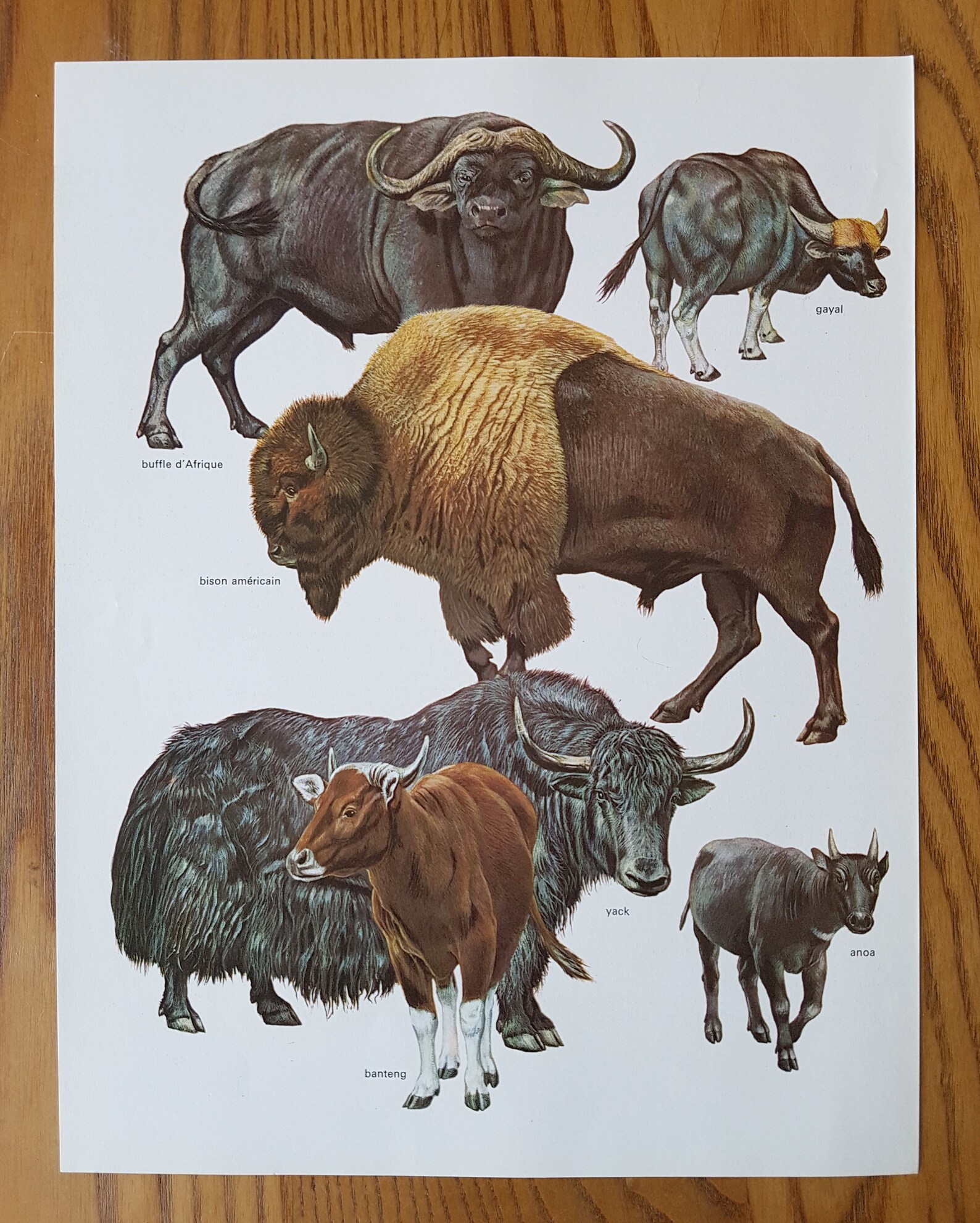 Buffalo Illustration Cattles Chart Vintage Print Animal Poster | Etsy