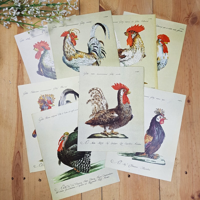 Rooster Prints - Etsy