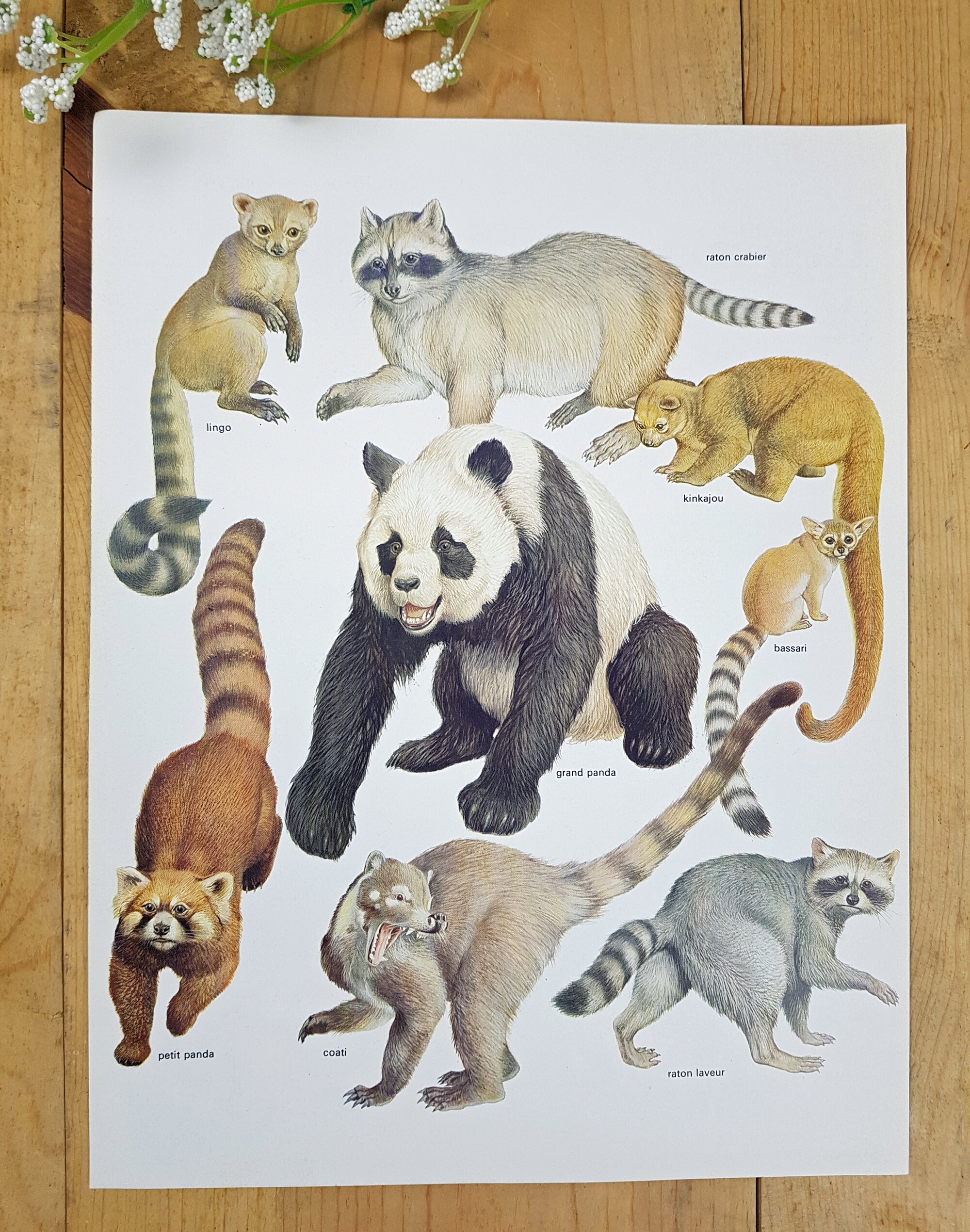 Panda Chart Vintage print Animal poster Natural history print | Etsy