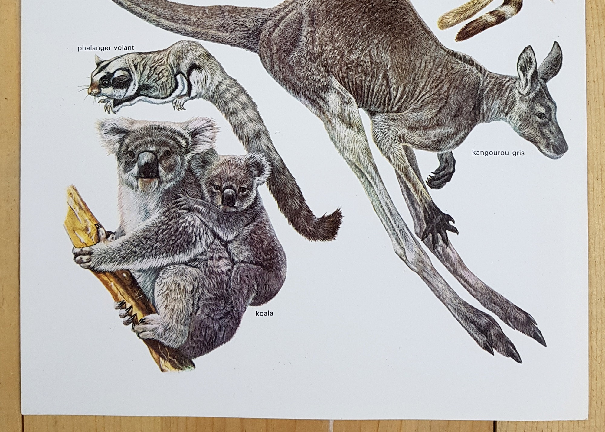 Kangaroo Chart Koala Wallaby Vintage Print Animal Poster - Etsy