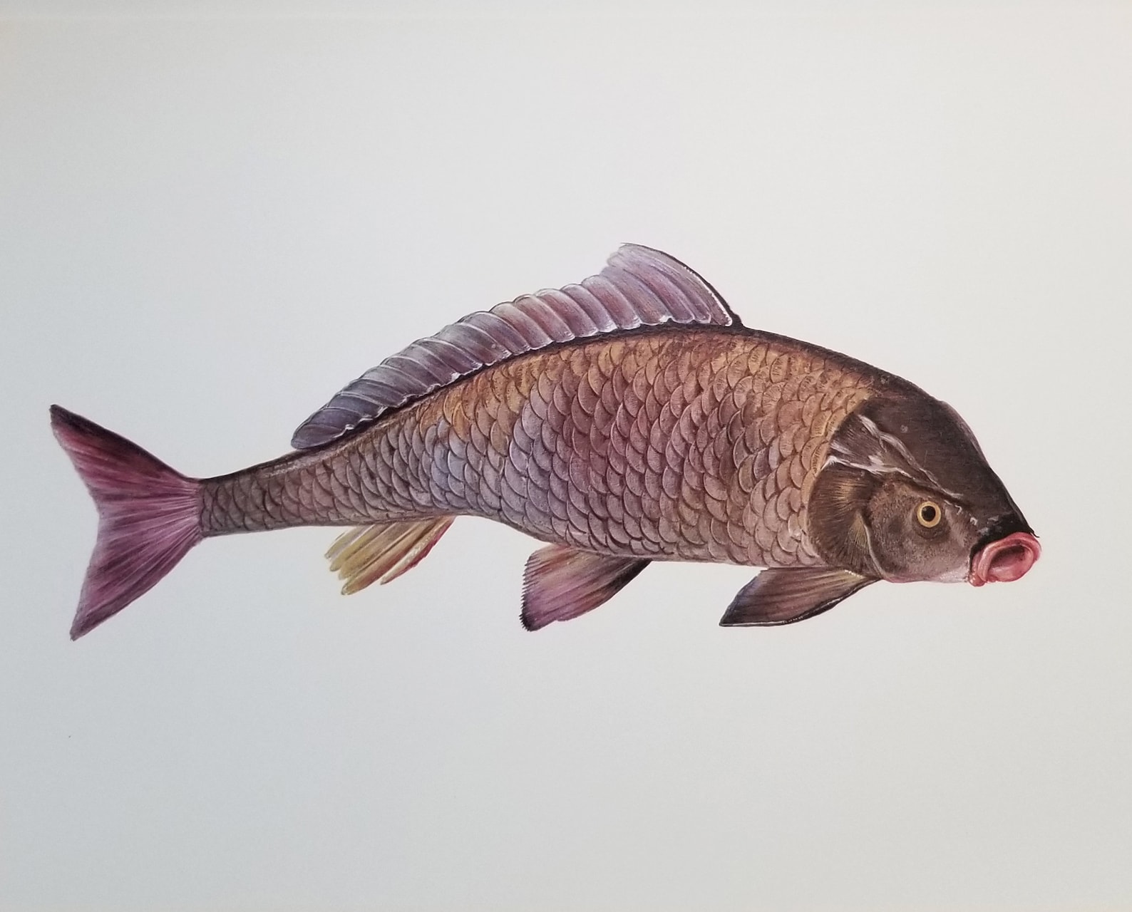 Fish Carp Print Vintage Fish Poster Larousse Illustrations | Etsy