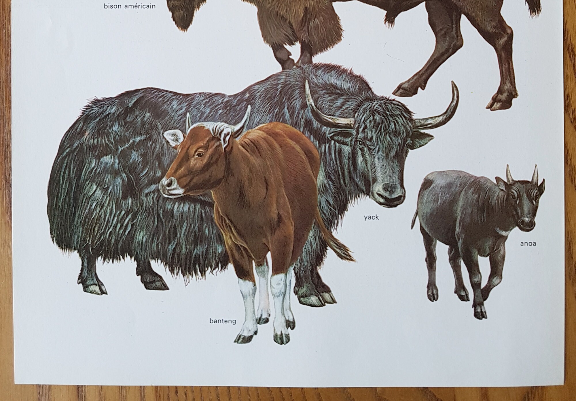 Buffalo illustration Cattles Chart Vintage print Animal poster | Etsy