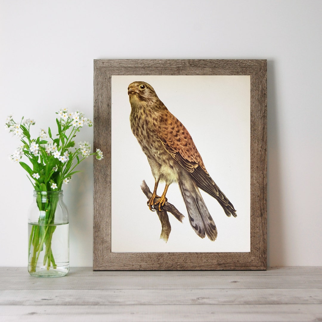 FALCON Print Bird Art Print Vintage Wall Art Print Home Decor Gift ...