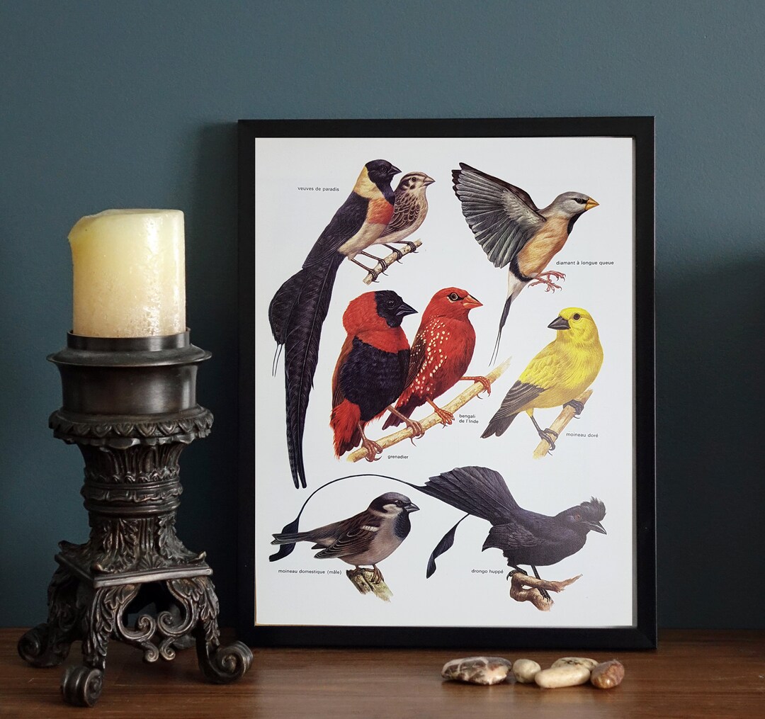 Vintage Birds Chart French Print Vintage Animal Poster Natural History ...