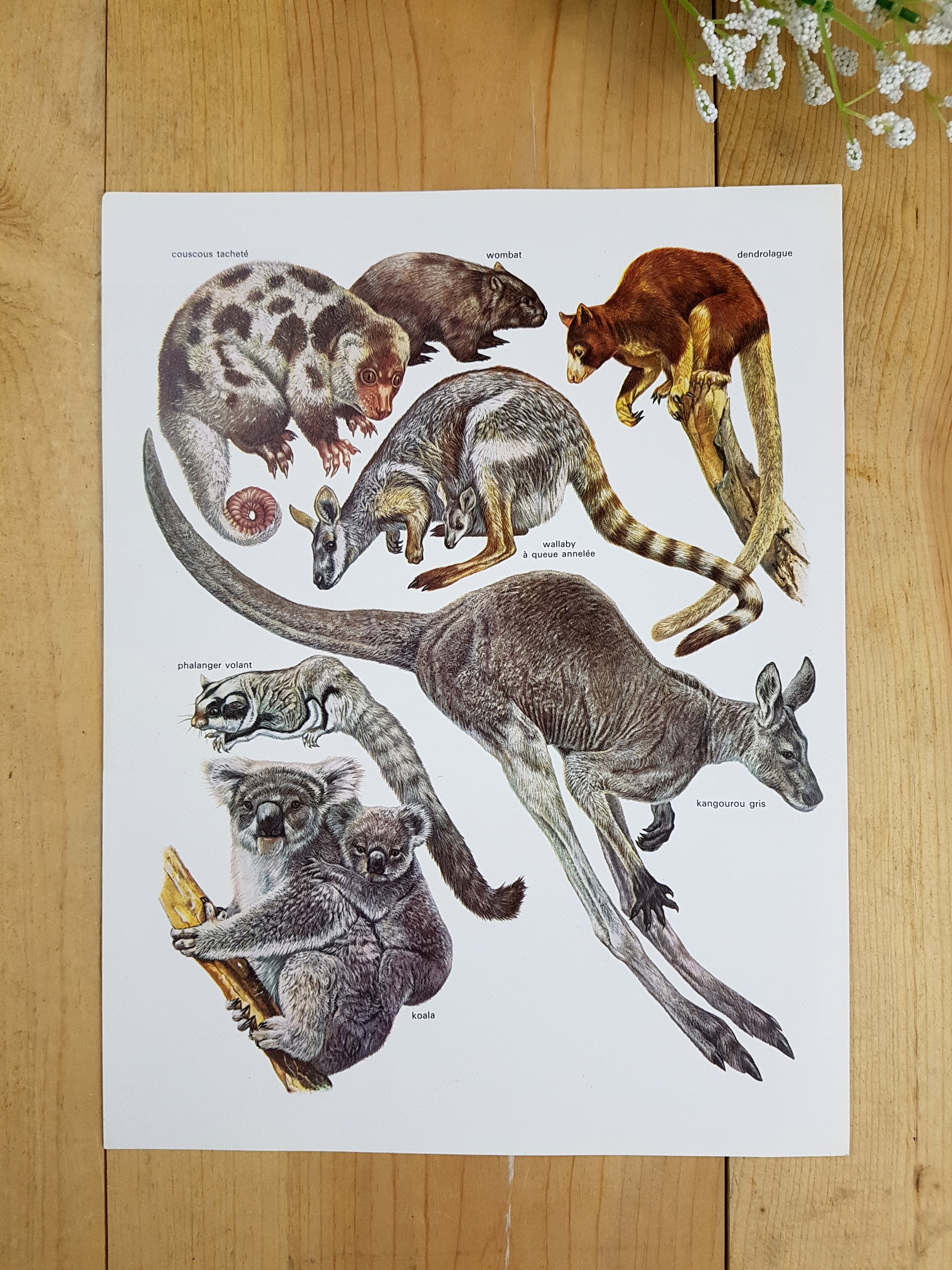 Kangaroo Chart Koala Wallaby Vintage Print Animal Poster | Etsy