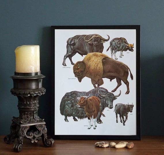 Buffalo Illustration Cattles Chart Vintage Print Animal Poster | Etsy