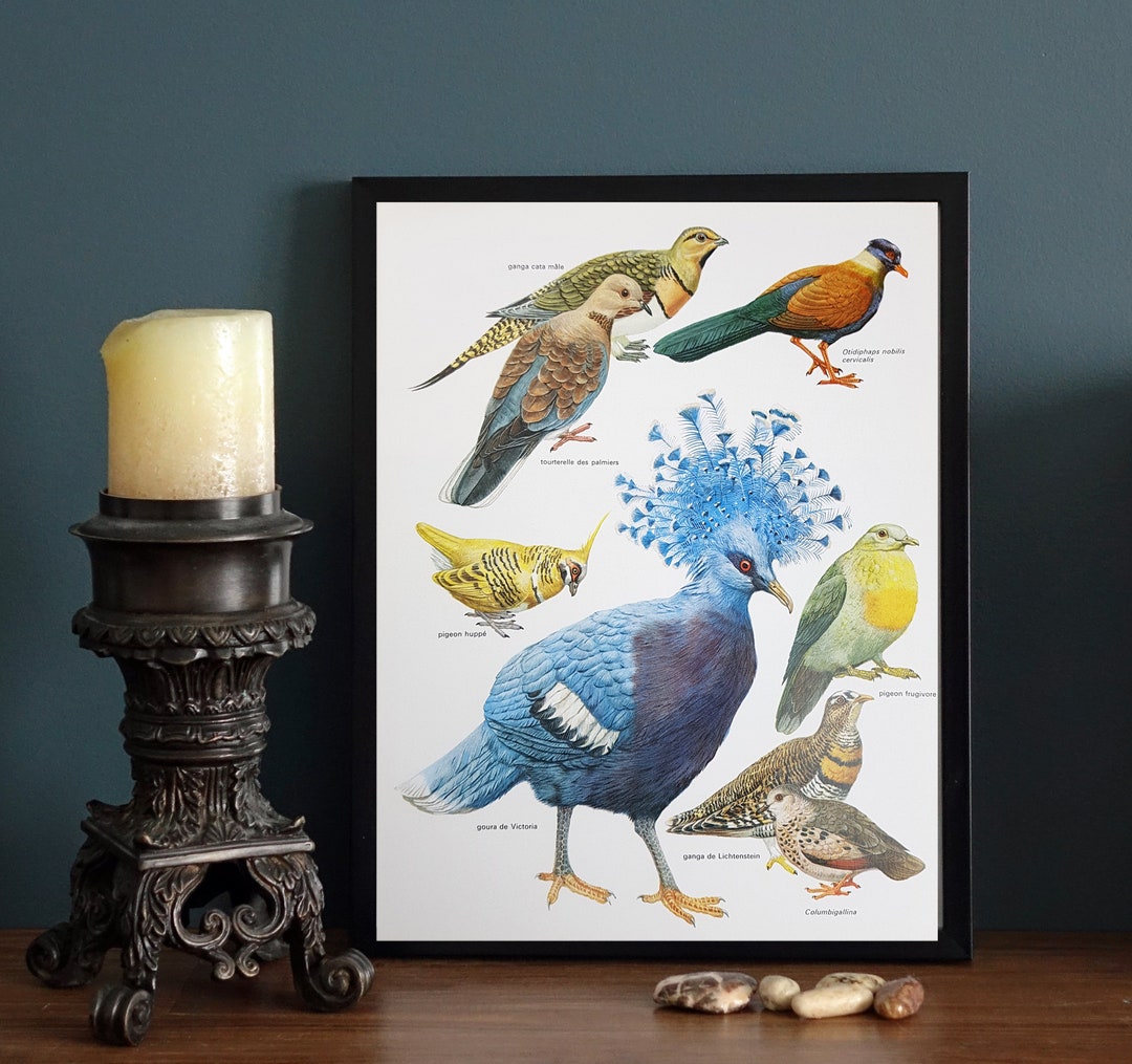 Vintage Birds Chart French Print Vintage Animal Poster Natural History ...