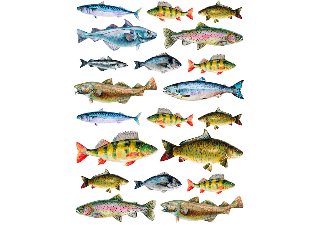 Ceramic Decal - Overglaze Lake Fish - Etsy