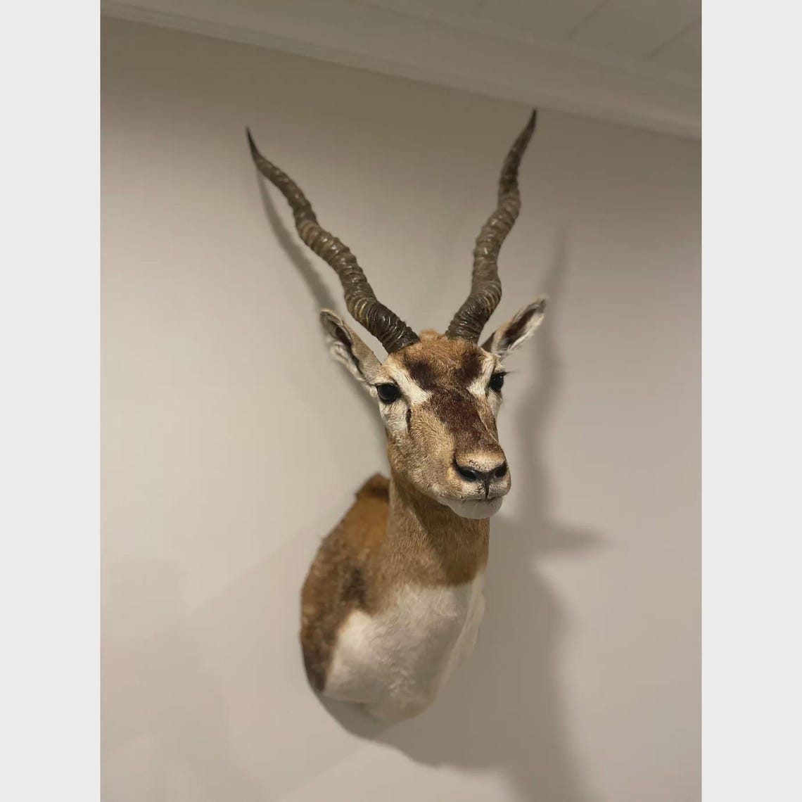 Vintage African Gazelle Shoulder Mount Taxidermy | Mounted Animal Head ...