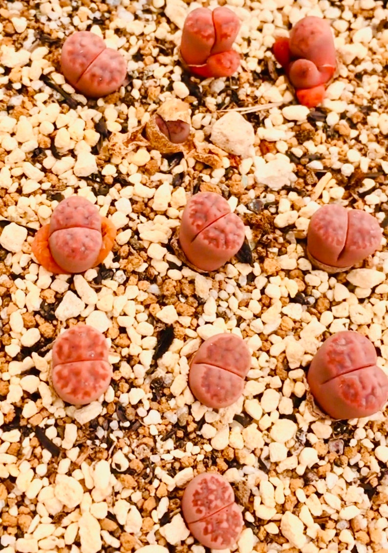 10 Seeds Rare Lithops karasmontana ssp. eberlanzii 'purper | Etsy