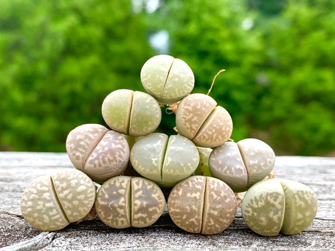 Limited Rare Lithops Marmorata / Living Stone Plant / Split Rock ...